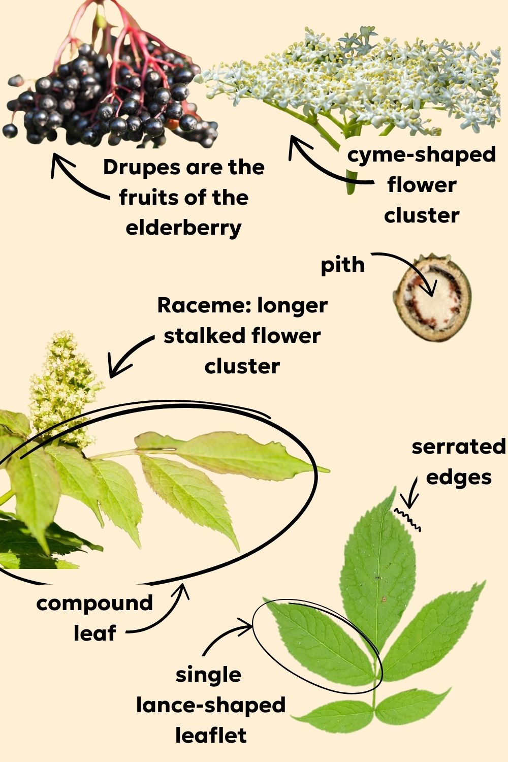 Your Visual Guide to Identify Elderberry Species in the Pacific Northwest